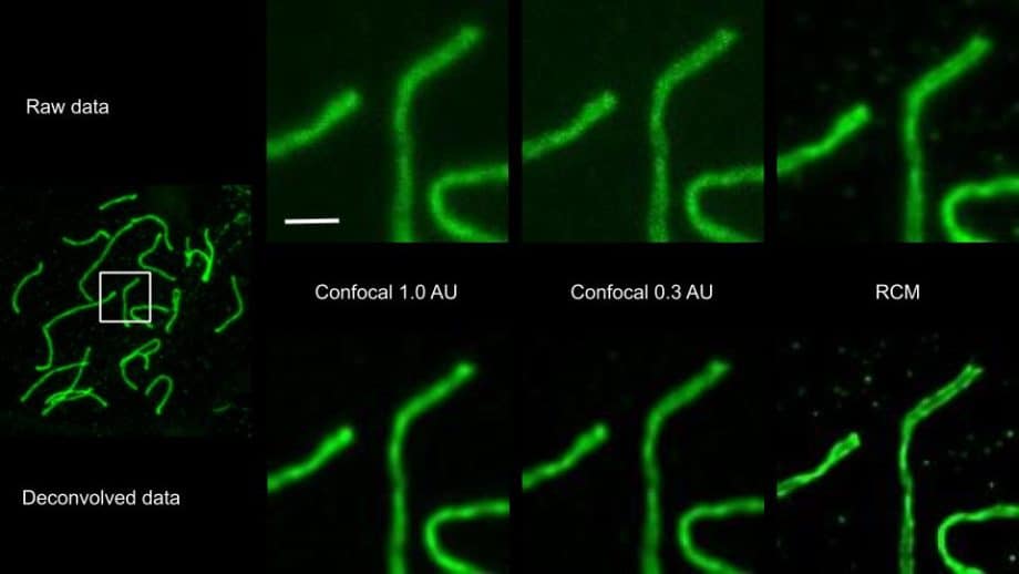 RCM1 | Laser-Scanning Confocal Microscope / Add-On