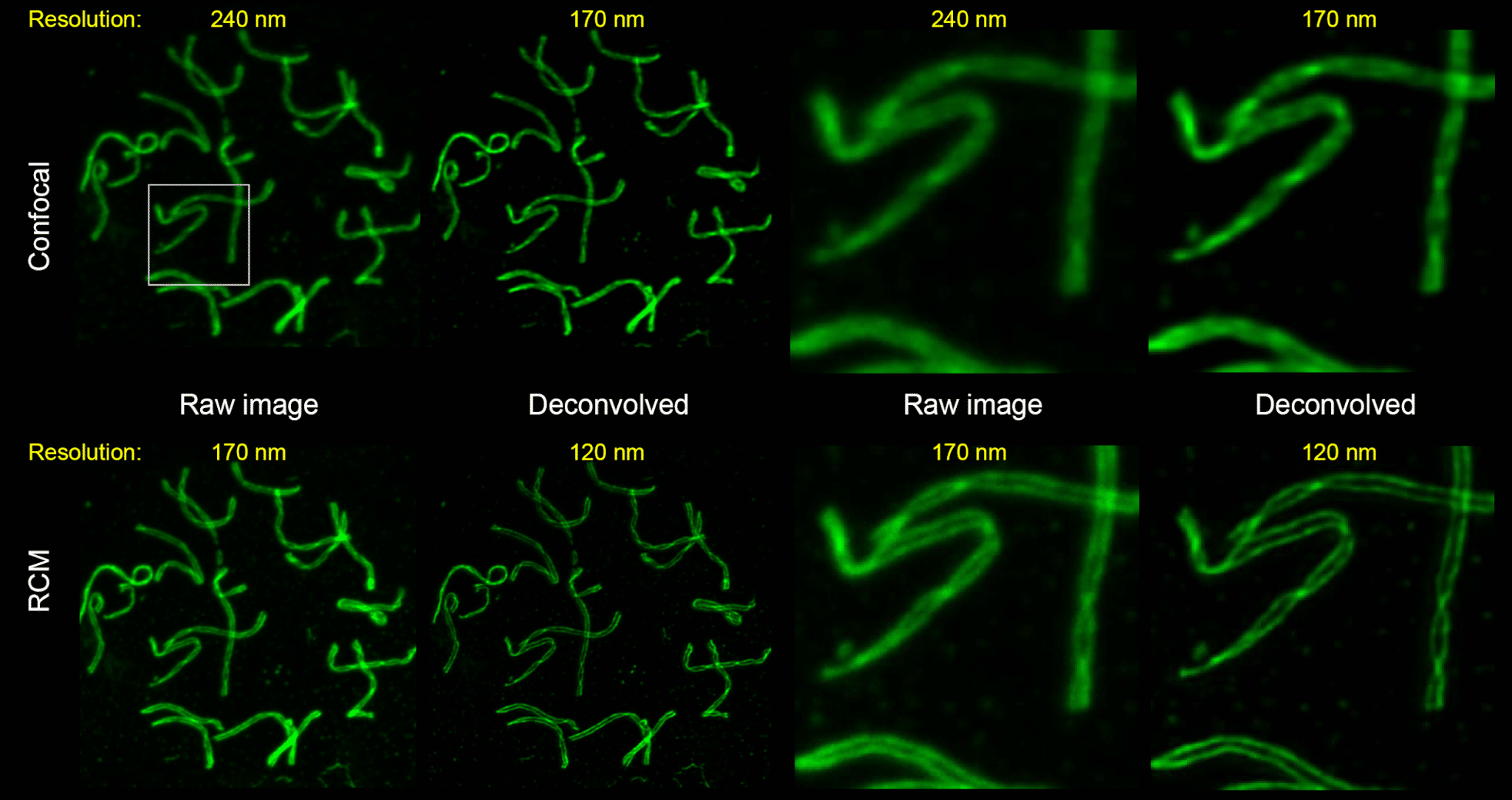 Confocal Microscopy Applications | Axiom Optics.