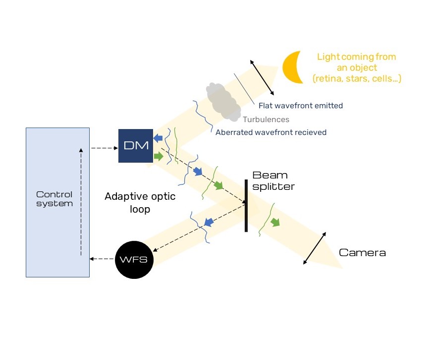 From Blur to Clarity, a Deep Dive into Adaptive Optics